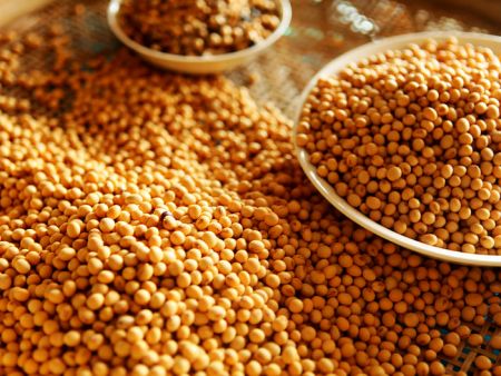 Soybean Washing Machine - Bean Washing Machine, Soy Washing Machine ...