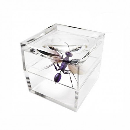 5X Acrylic Cubic Bug Viewer Box Magnifier | Magnifying Glasses Supply ...