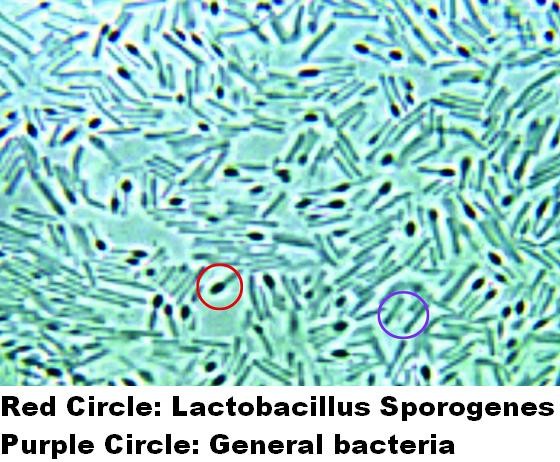 Qué es Bacillus coagulans (Lactobacillus Sporogenes) | Library Salud ...